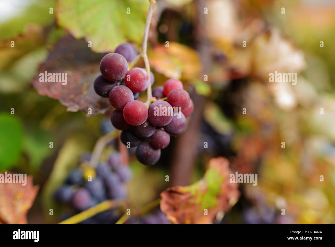 Blue grape cluster against sunlight closeup view Stock Photo - Alamy