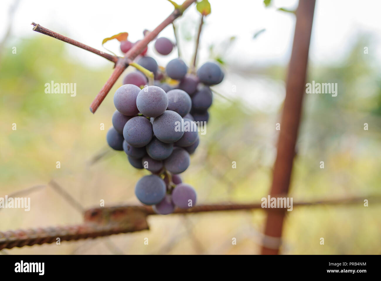 Blue grape cluster against sunlight closeup view Stock Photo - Alamy