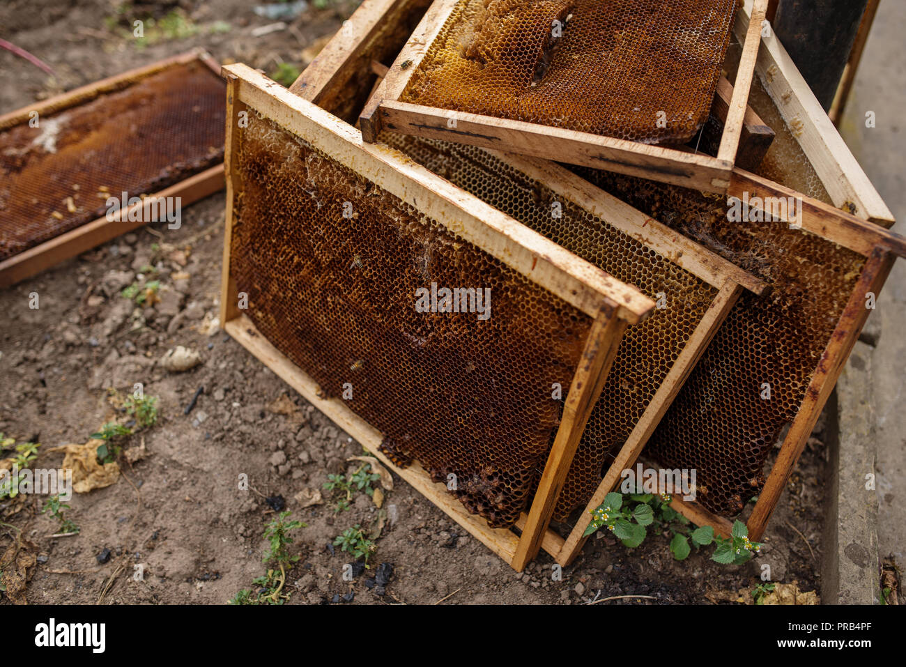 Beekeeper holding frame of honeycomb with bees Stock Photo - Alamy