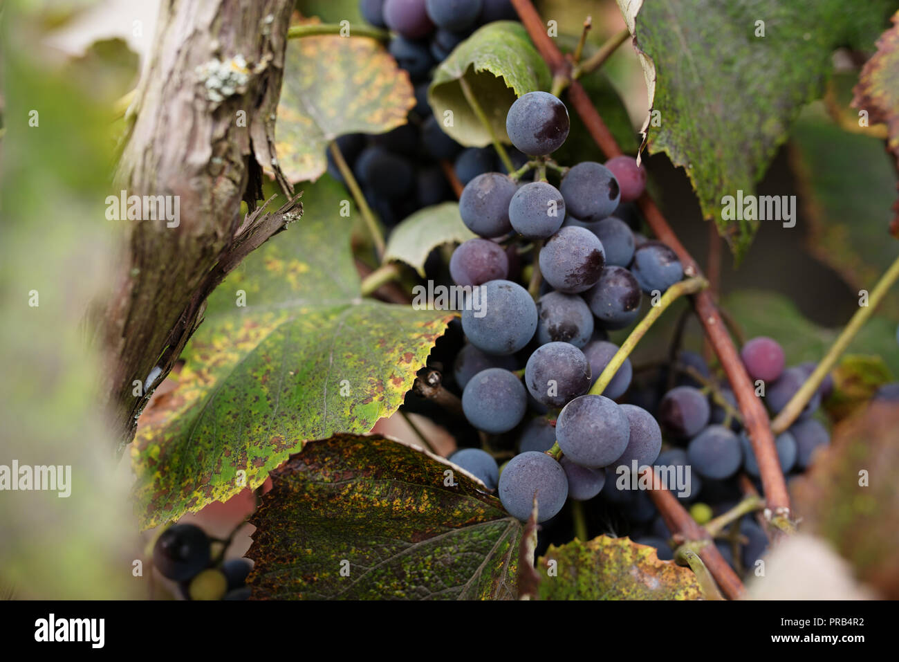 Blue grape cluster against sunlight closeup view Stock Photo - Alamy