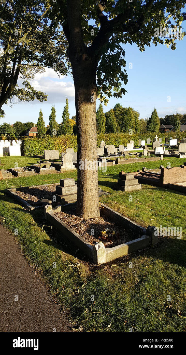 Tree growing out of a grave in Newport Cemetery, Lincoln, UK Image ...
