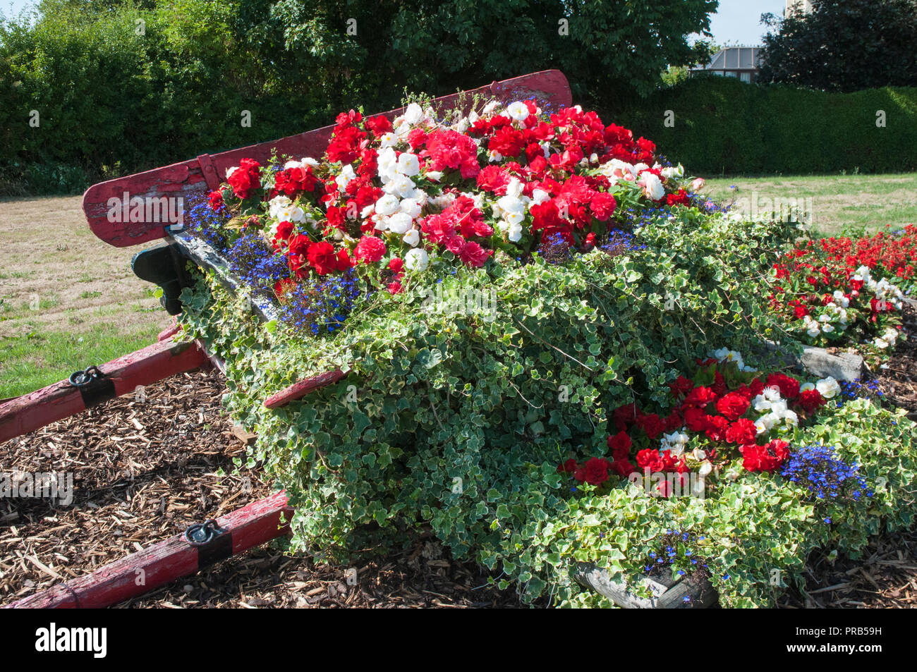 Begonias flowers plants hi-res stock photography and images - Alamy