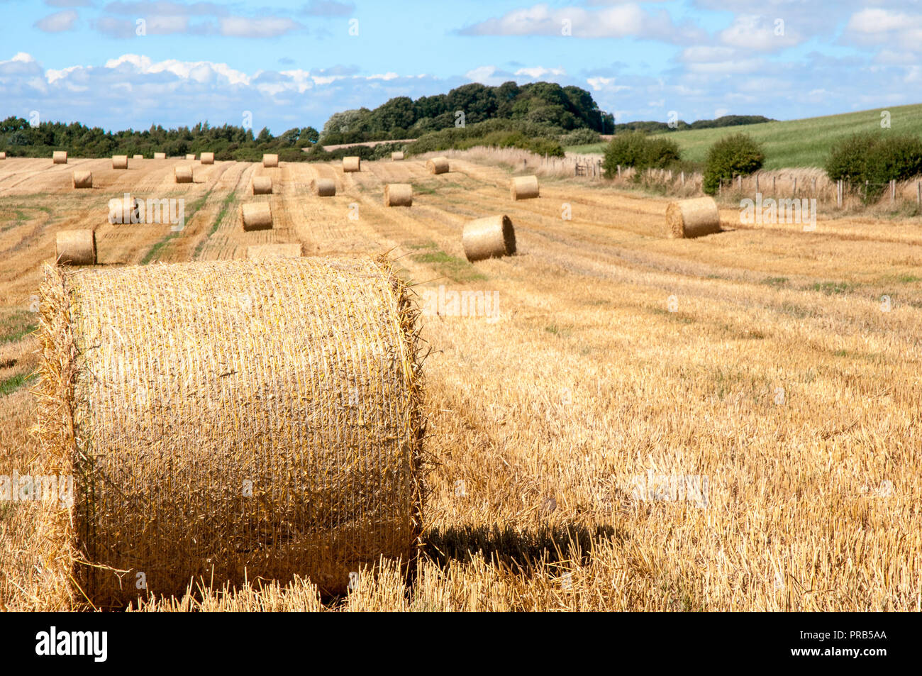 Large round straw bales in field ready to be collected and stored on ...
