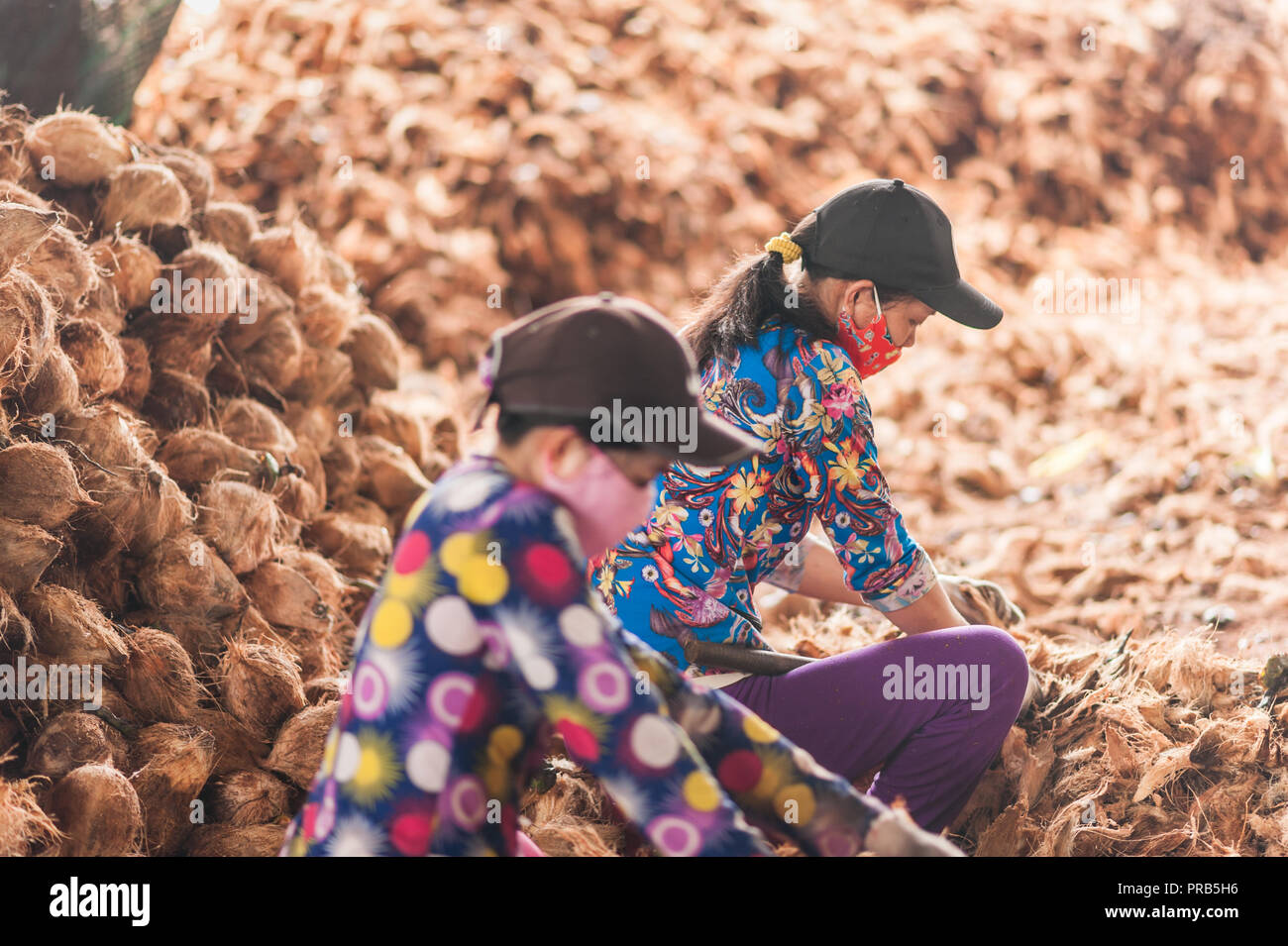 Coconut flesh being extracted from shells by female workers. Details of ...