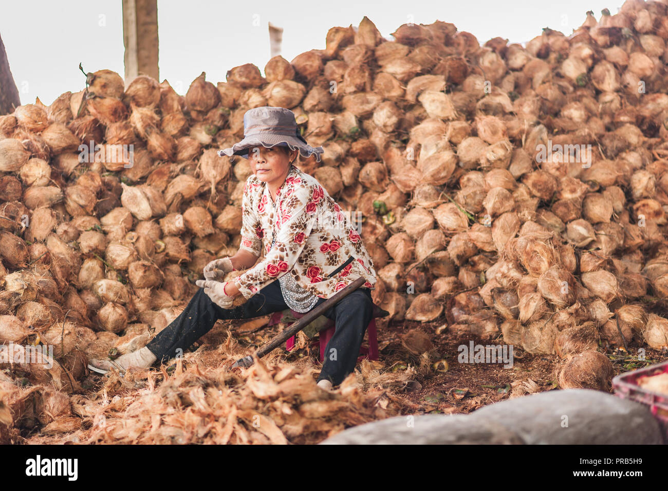Coconut flesh being extracted from shells by female workers. Details of ...
