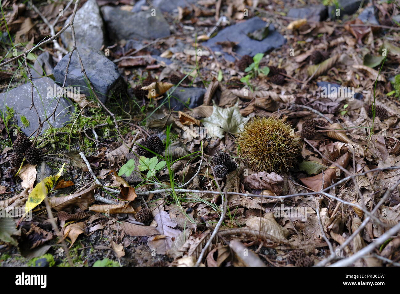 Fallen chestnut and Autumn leaves texture on the forest floor ...