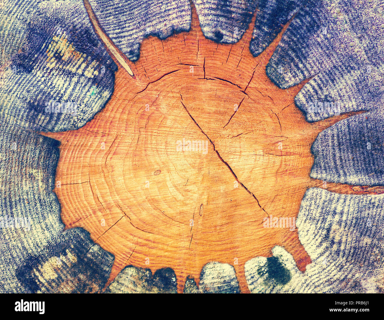 Abstract wooden background. Structure of a cut tree trunk Stock Photo ...
