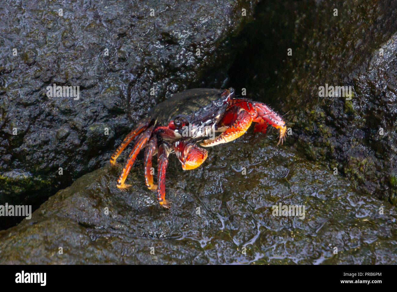 A Mangrove Root Crab (Goniopsis cruentata) sitting on a rock along the ...