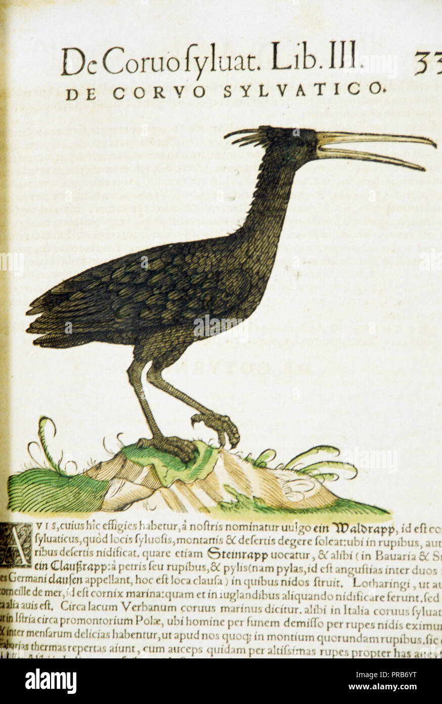 Bald ibis drawing hi-res stock photography and images - Alamy