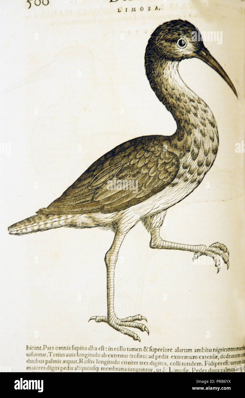 Godwit drawing hi-res stock photography and images - Alamy