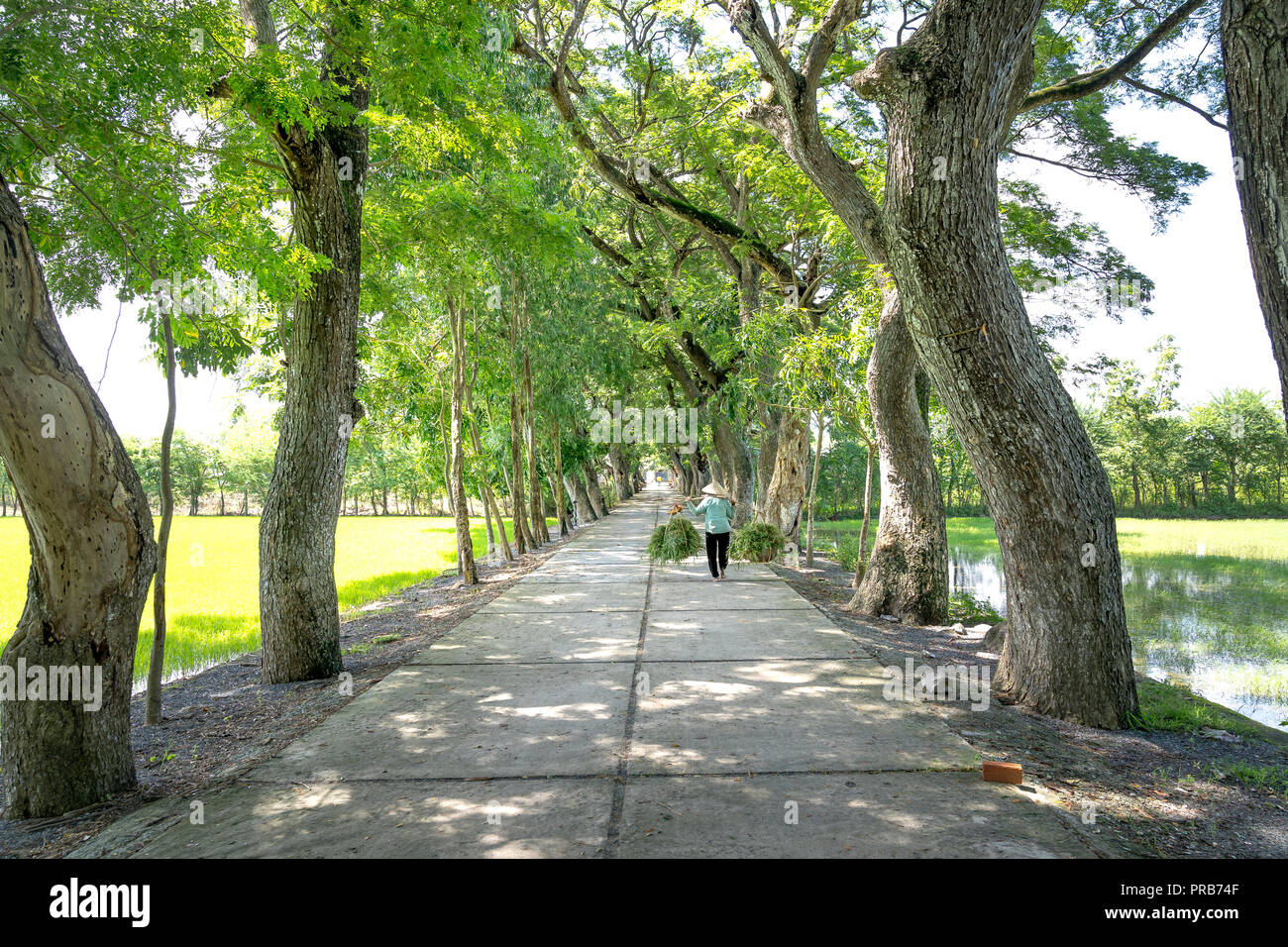 Vietnamese woman on plantation hi-res stock photography and images - Alamy