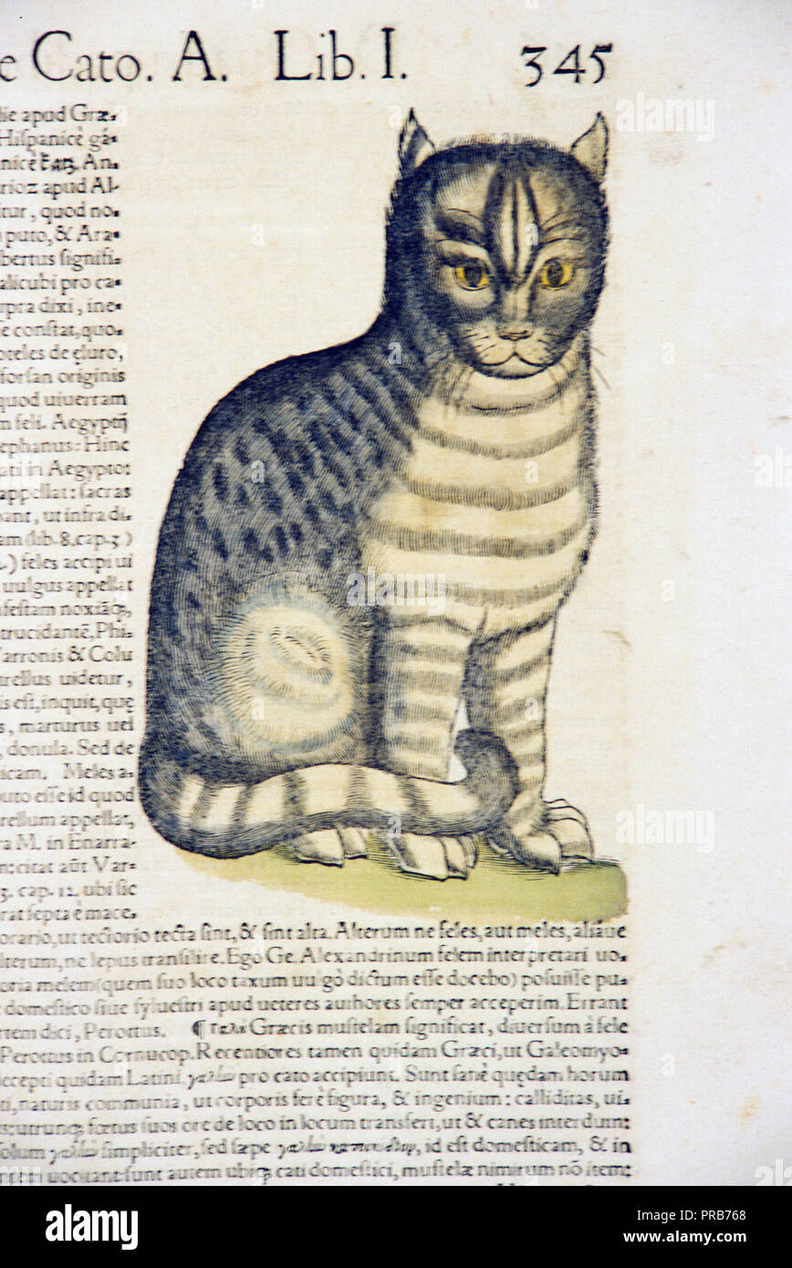 1500s century drawing hi-res stock photography and images - Alamy