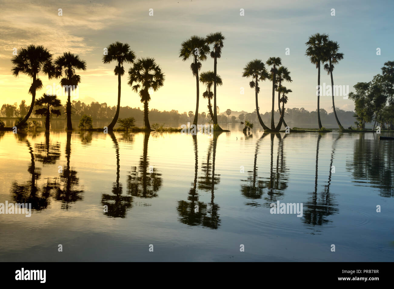 row of palm trees in silhouette reflect on the surface water of the ...
