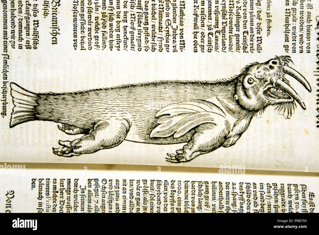 1500s century fish animal drawing hi-res stock photography and images ...