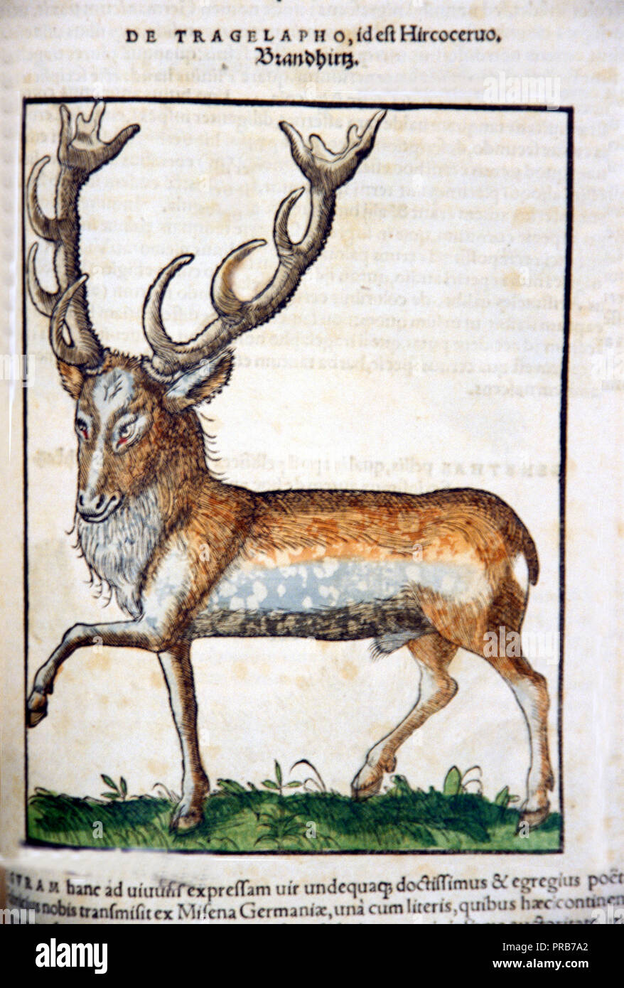 Hand-colored woodcut of the bushbuck in profile Stock Photo - Alamy