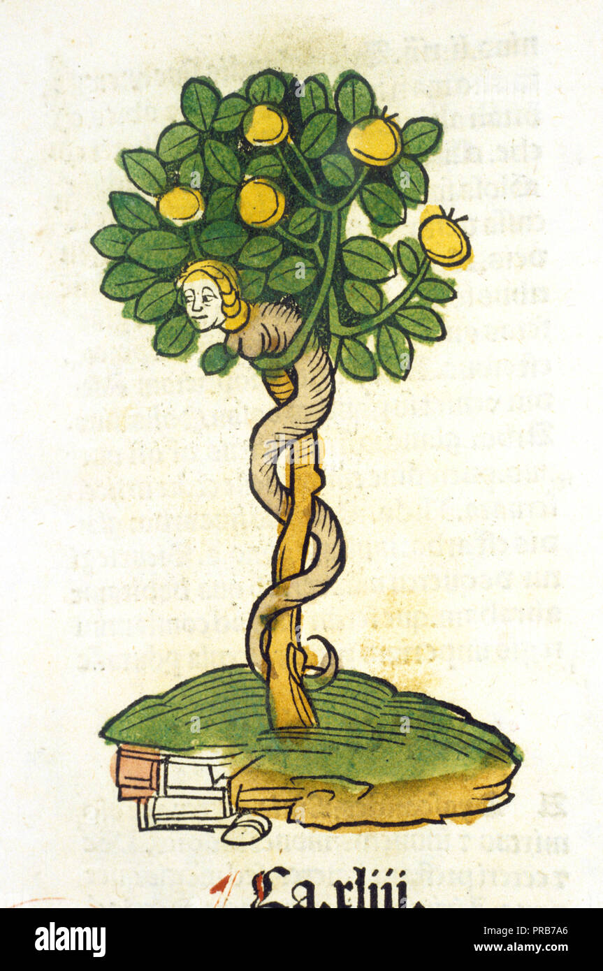 Tree of life drawings hi-res stock photography and images - Alamy