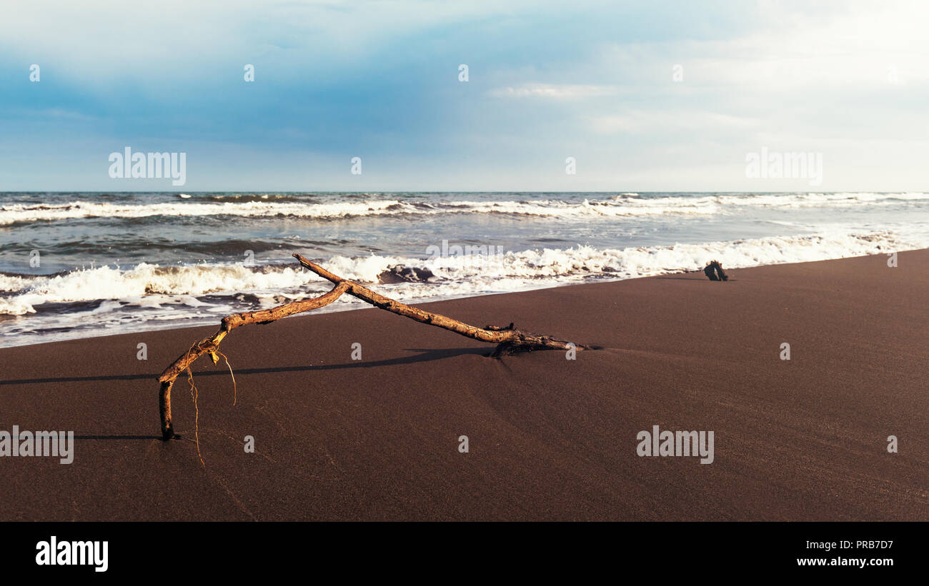 Old snag hi-res stock photography and images - Alamy