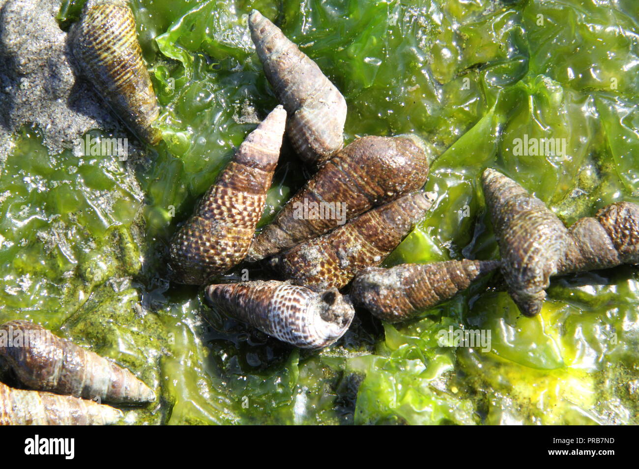 Conical shell hi-res stock photography and images - Alamy