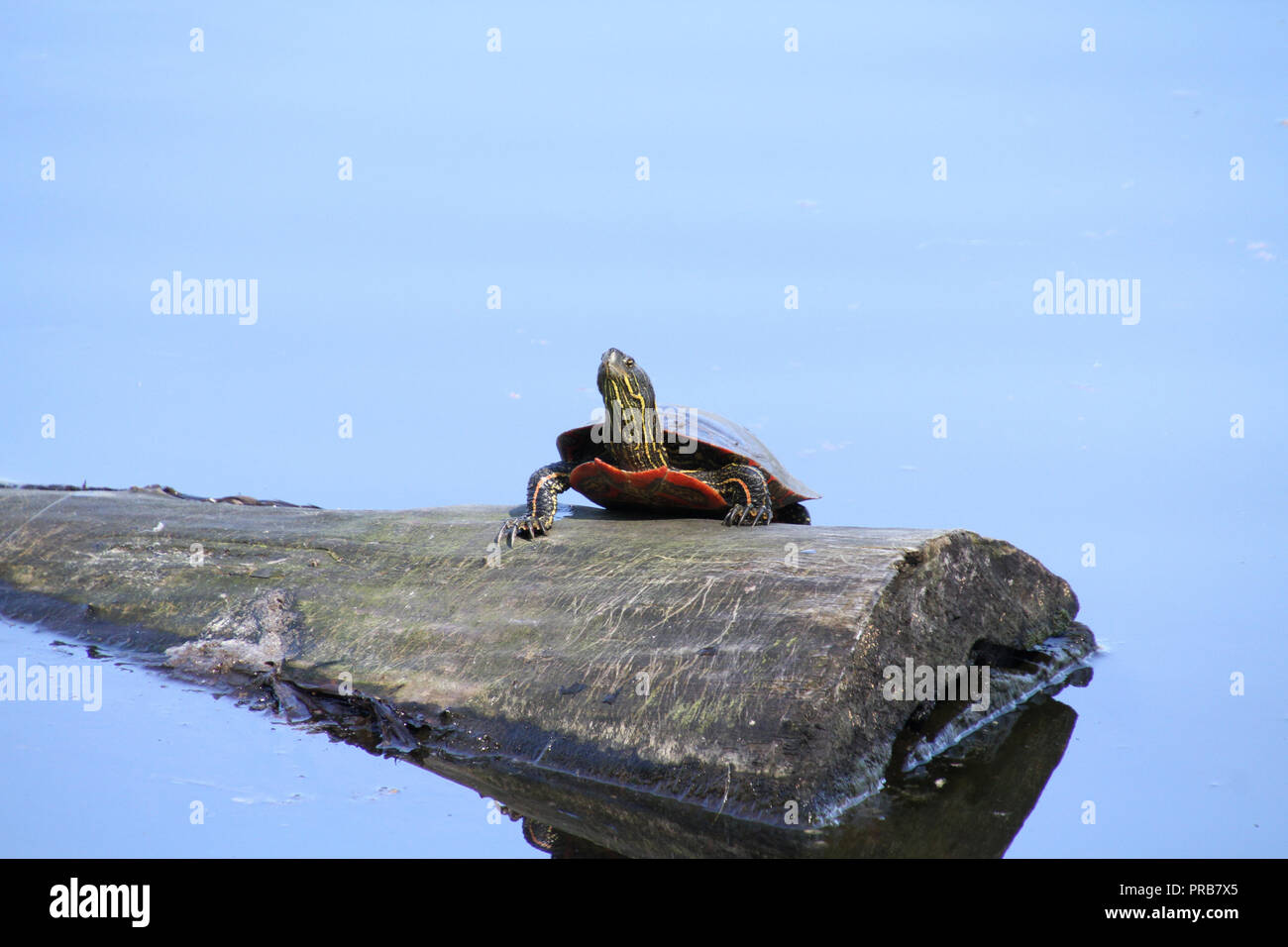 Turtle climbing hi-res stock photography and images - Alamy