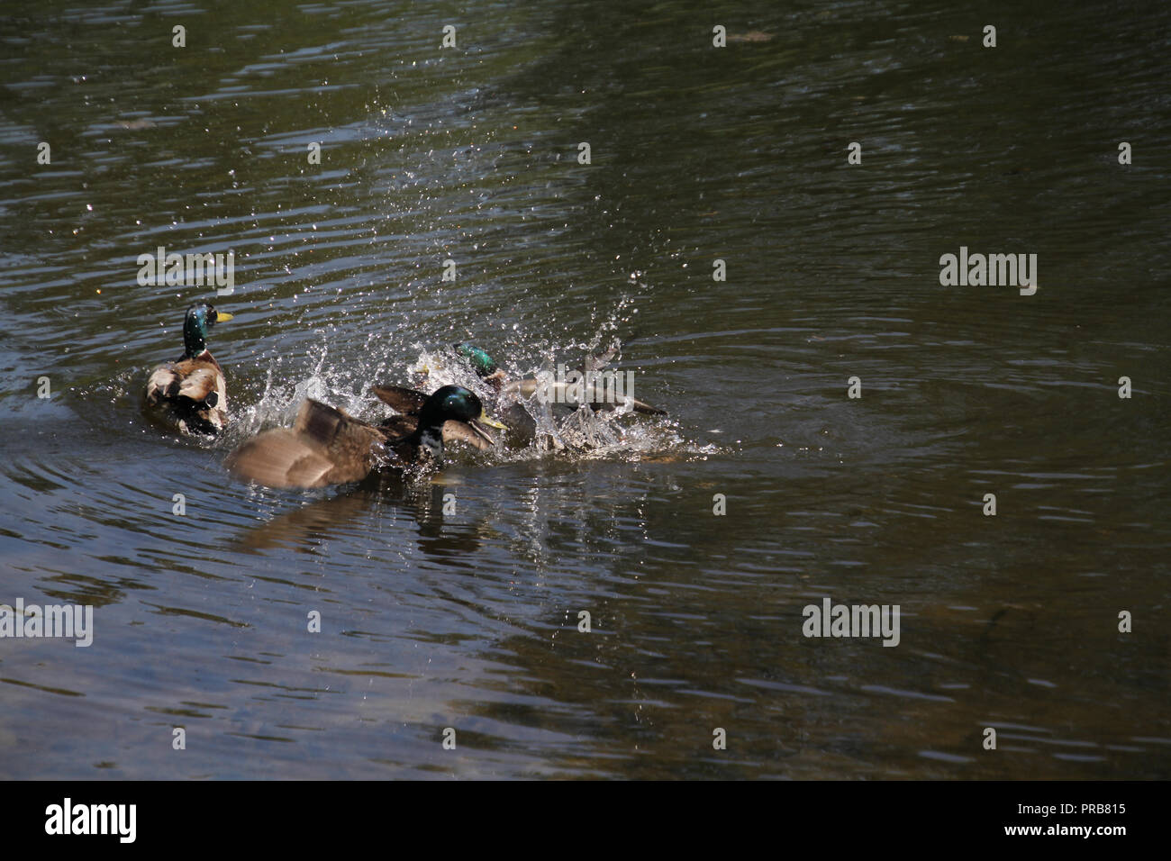 A mallard drake chasing another while a third watches Stock Photo - Alamy