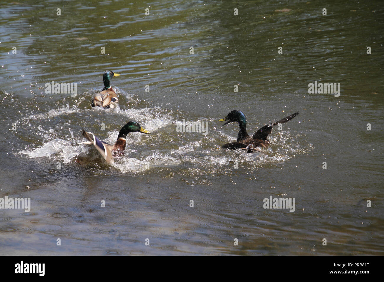 A mallard drake chasing another while a third watches Stock Photo - Alamy