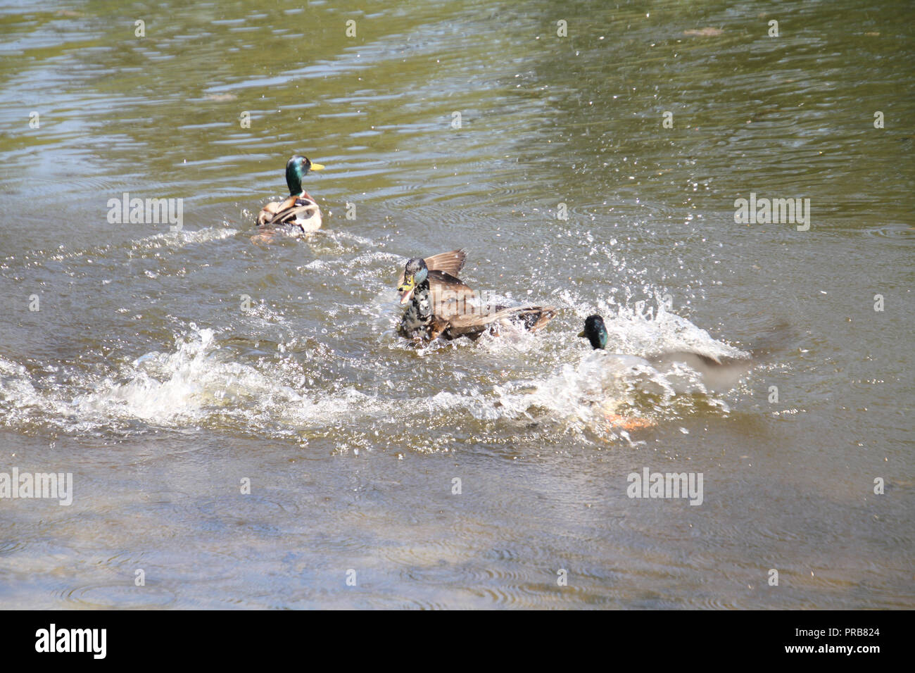 A mallard drake chasing another while a third watches Stock Photo - Alamy