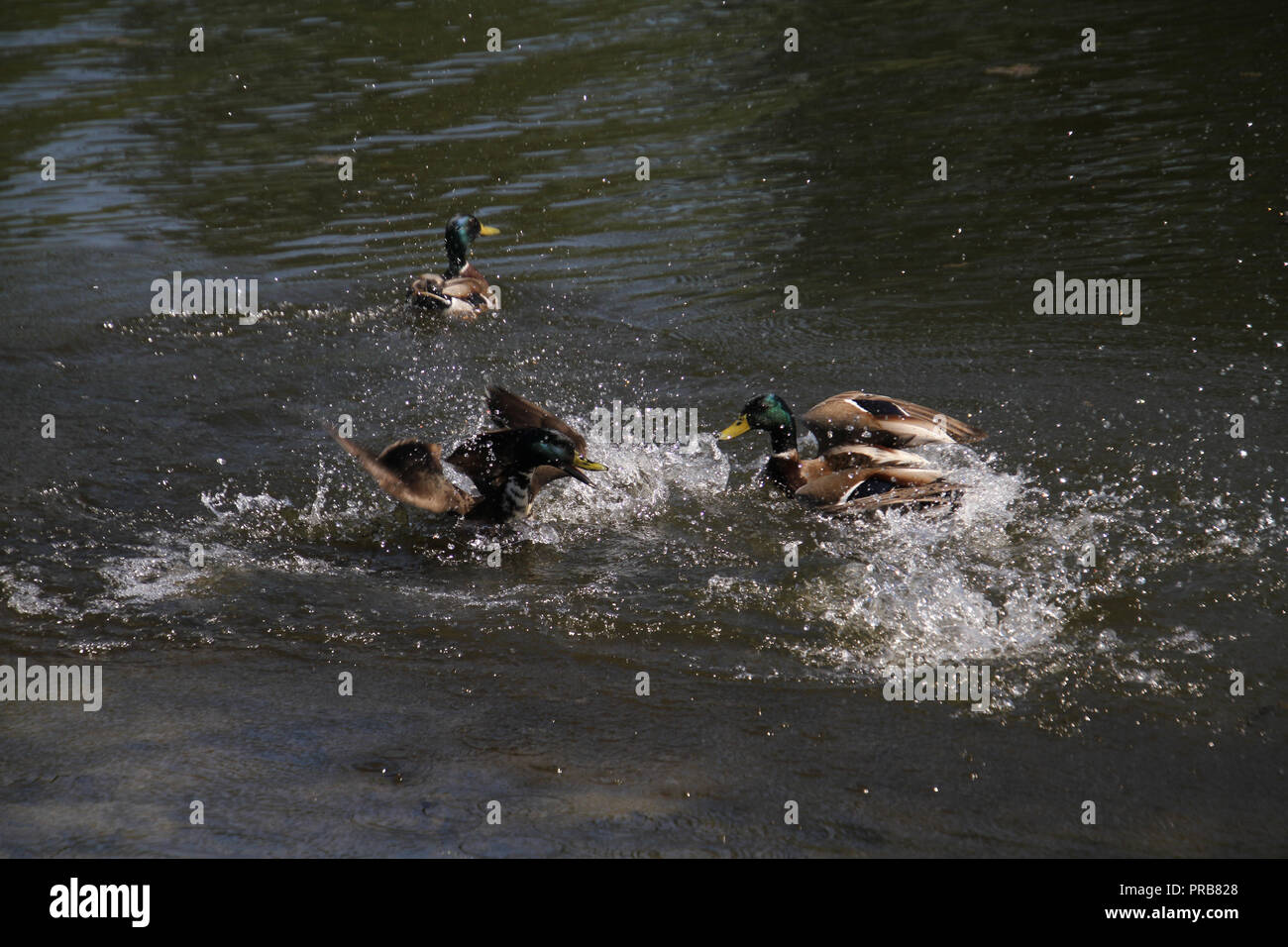A mallard drake chasing another while a third watches Stock Photo - Alamy