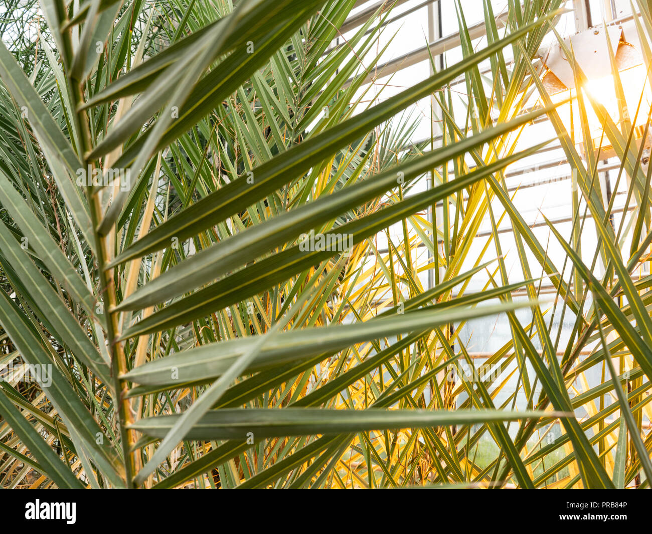 Tropical conservatory of the greenhouses in the Botanic Garden ...