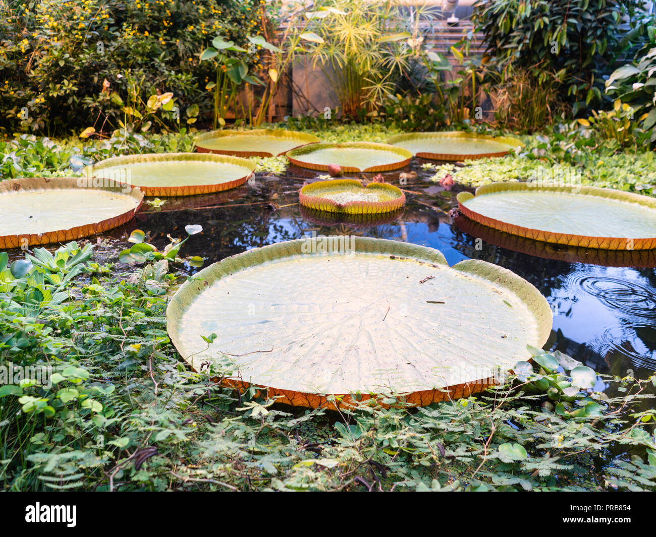 Tropical conservatory of the greenhouses in the Botanic Garden ...