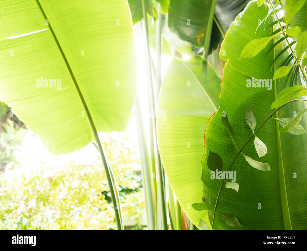 Tropical conservatory of the greenhouses in the Botanic Garden ...