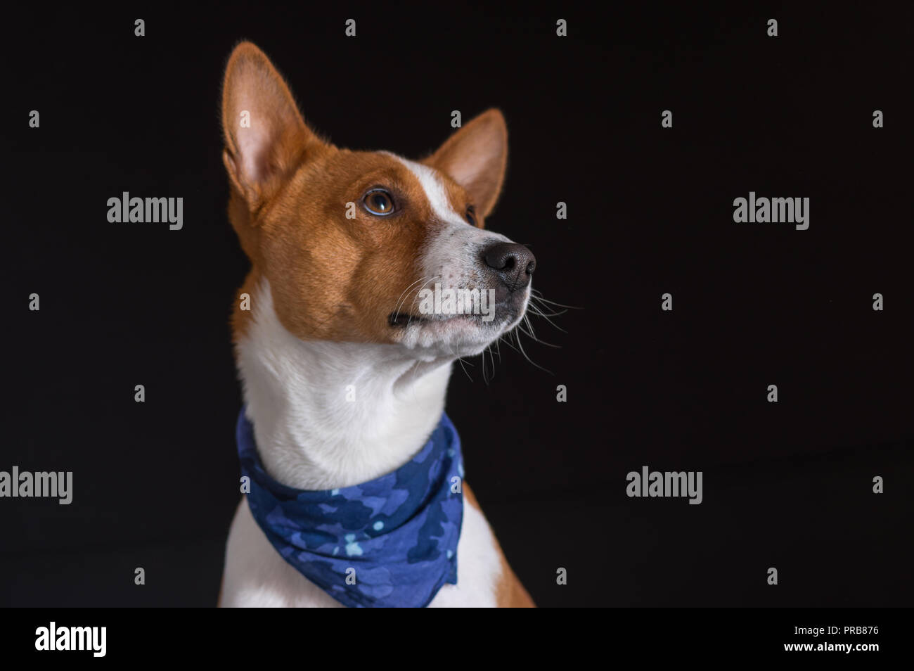 Low key portrait of stylish basenji dog male wearing blue kerchief ...