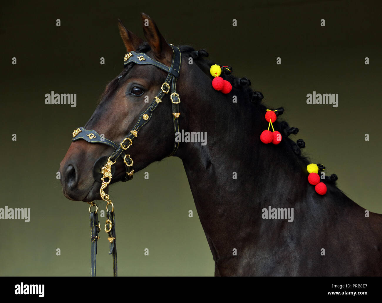 Andalusian horse in dark stable Stock Photo - Alamy