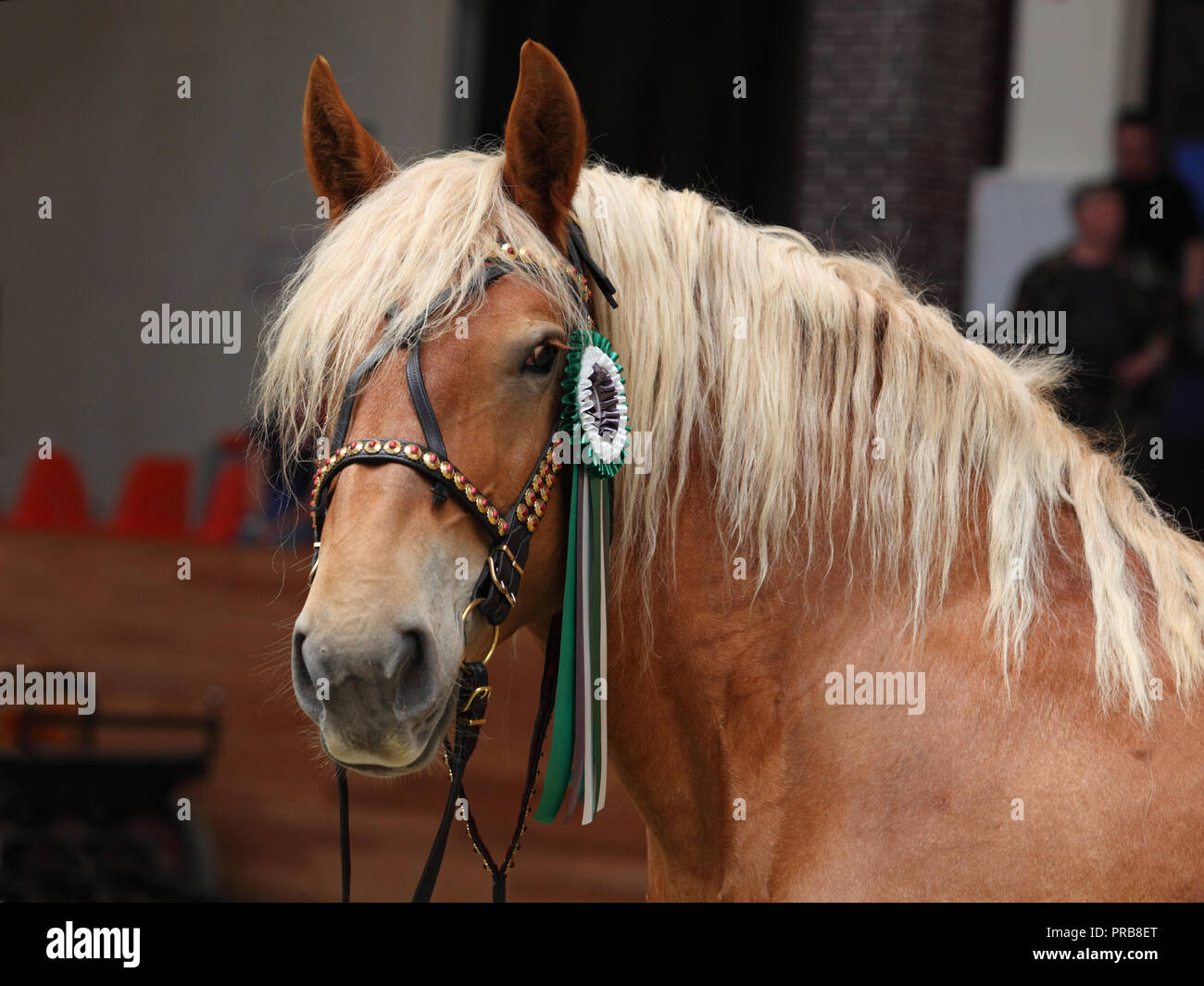 Percheron horse head hi-res stock photography and images - Alamy