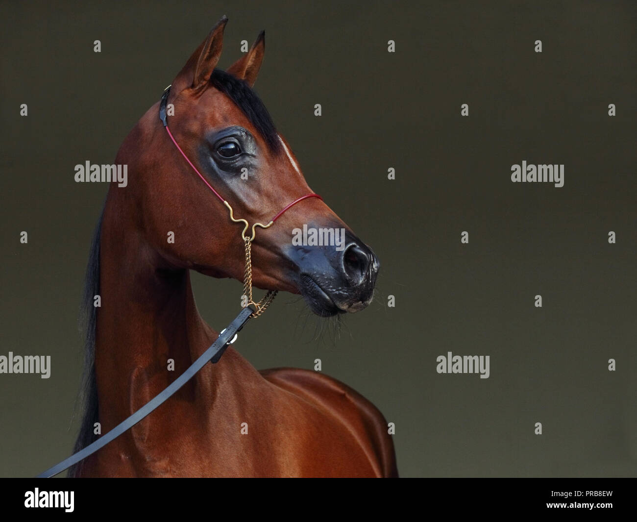 Purebred Arabian Horse, portrait of a bay mare with jewelry bridle in ...