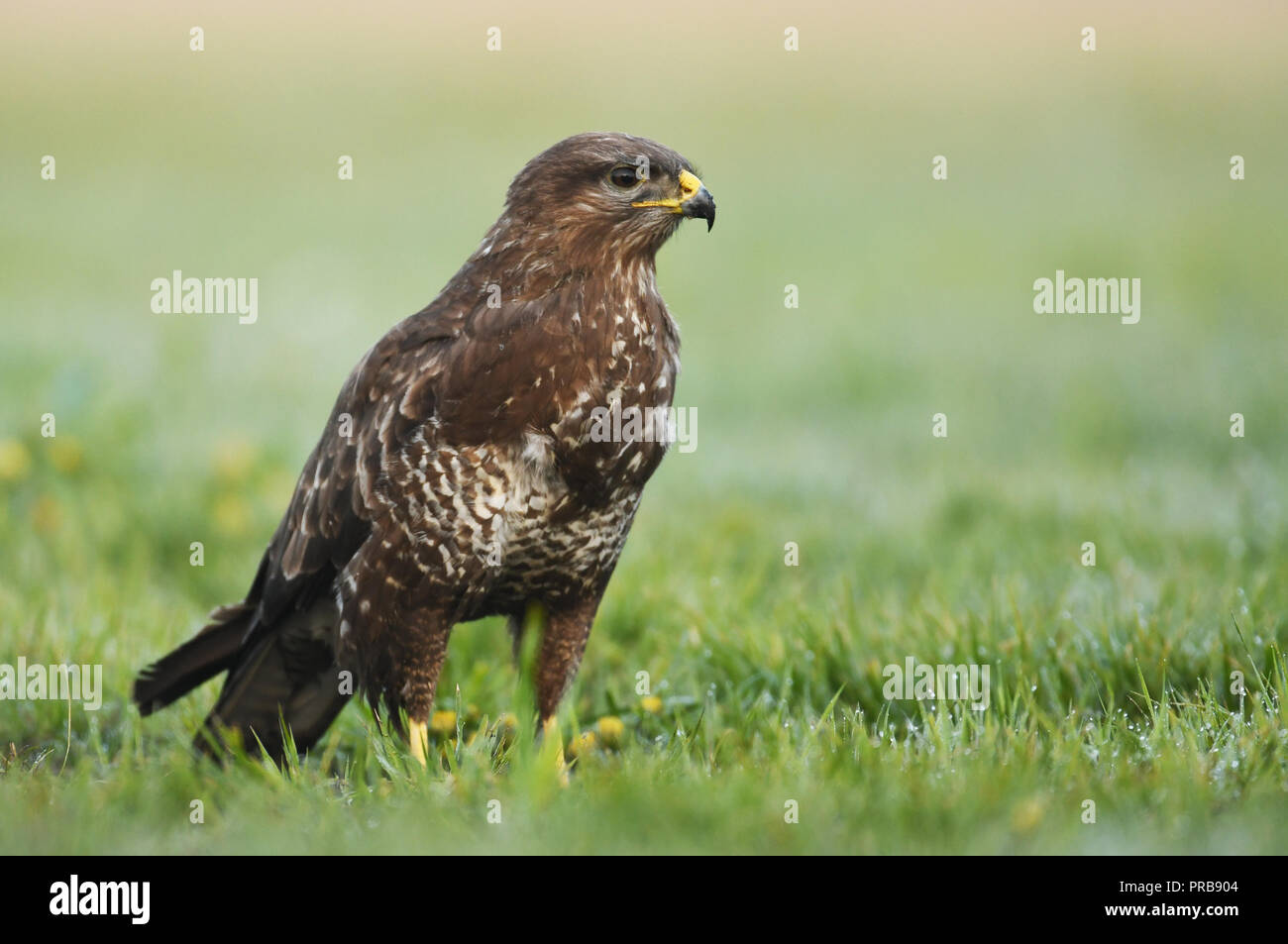 Common buzzard (Buteo buteo Stock Photo - Alamy