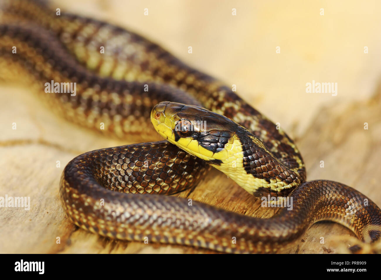 beautiful juvenile aesculapian snake in defensive position ( Zamenis ...