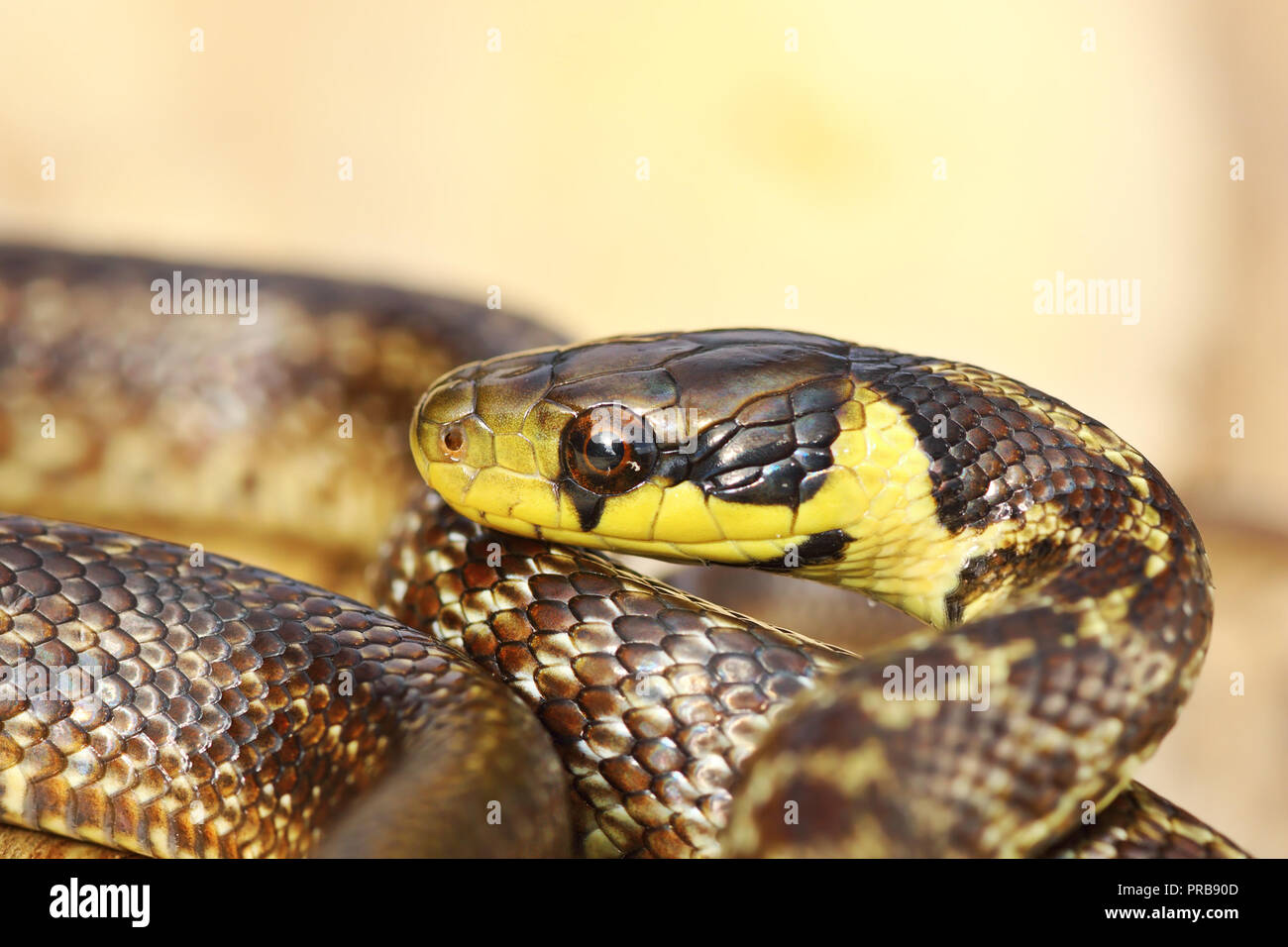 Creeping snake hi-res stock photography and images - Alamy