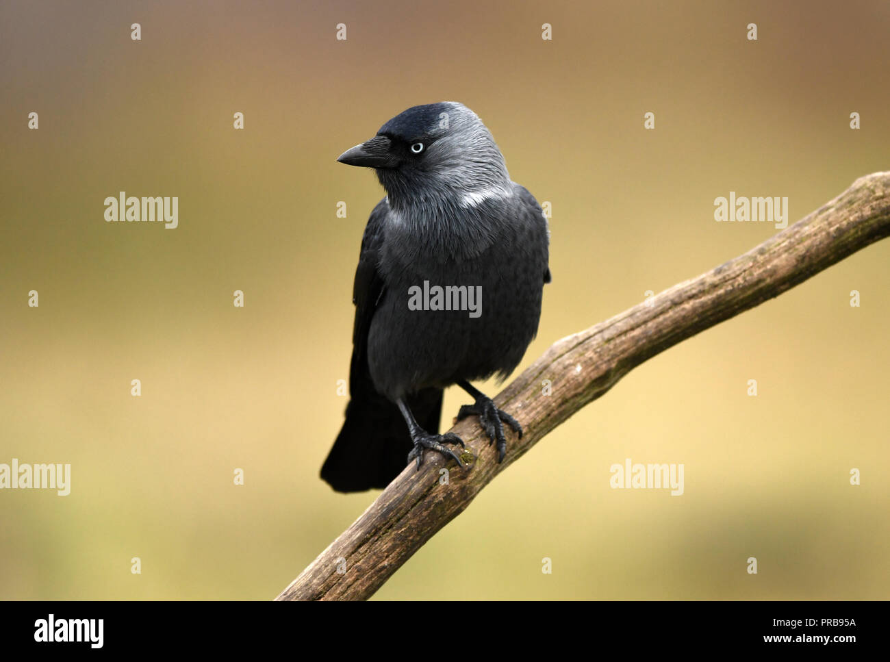 Jackdaw Crow (Corvus Monedula Stock Photo - Alamy