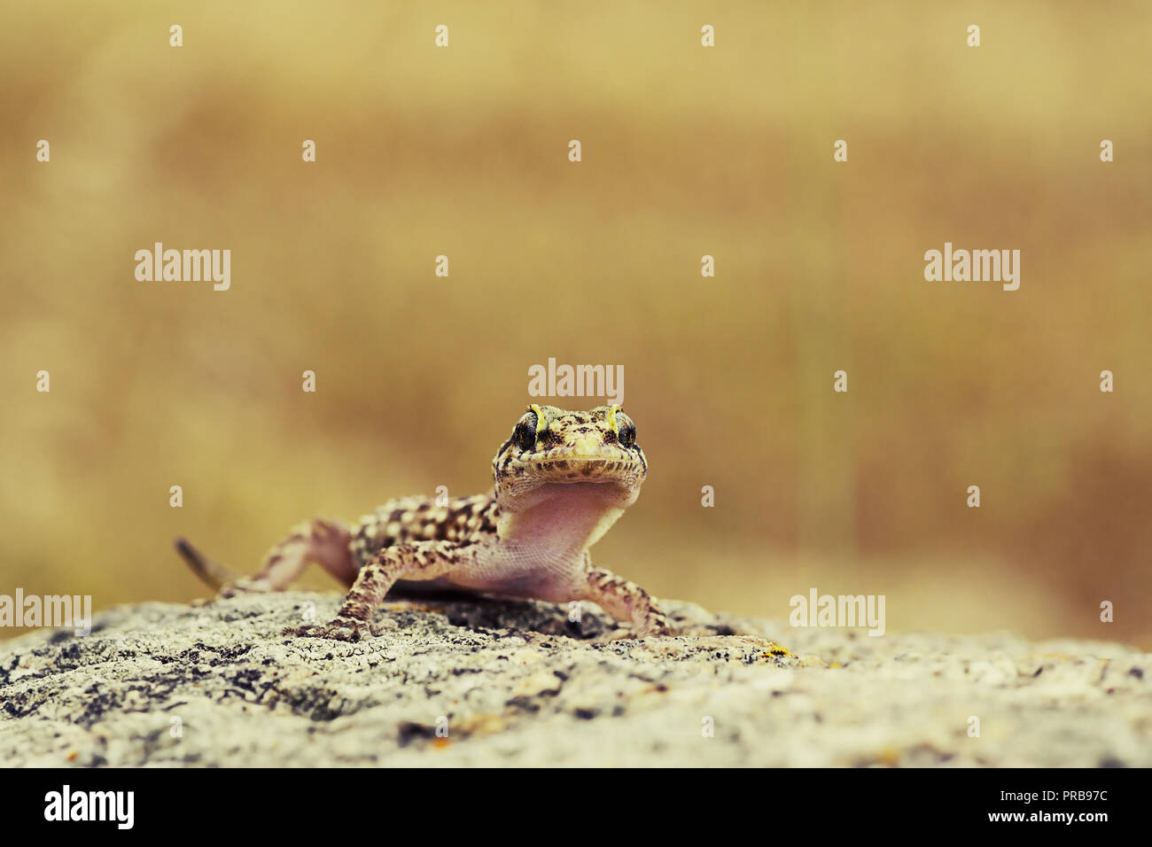 cute curious gecko standing on top of a rock Stock Photo - Alamy