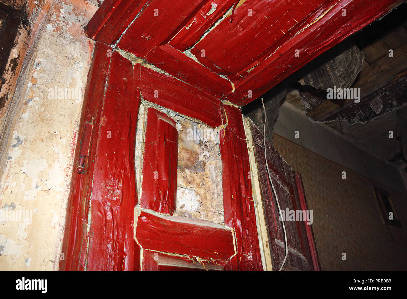 Merulius lacrymans on wood hi-res stock photography and images - Alamy