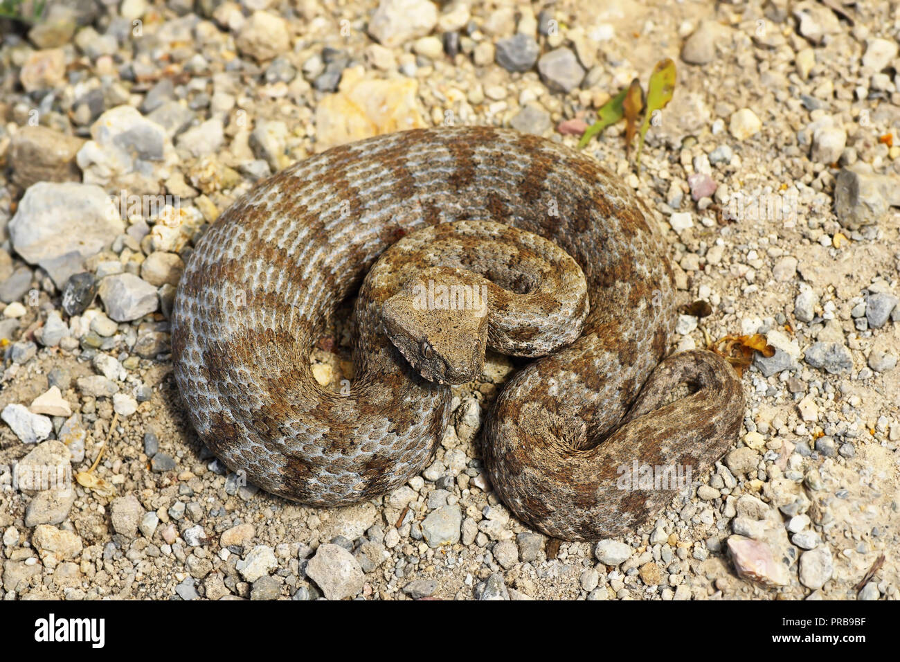 full length Macrovipera lebetina schweizeri in natural habitat, the ...