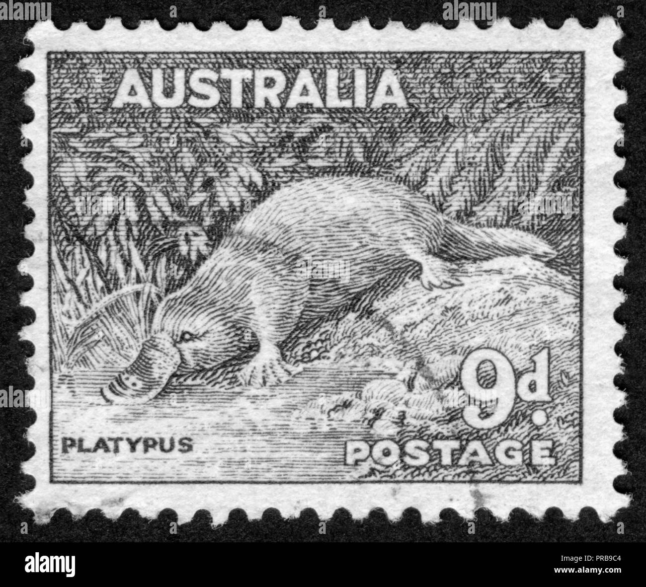 Platypus australia postage stamp hi-res stock photography and images ...