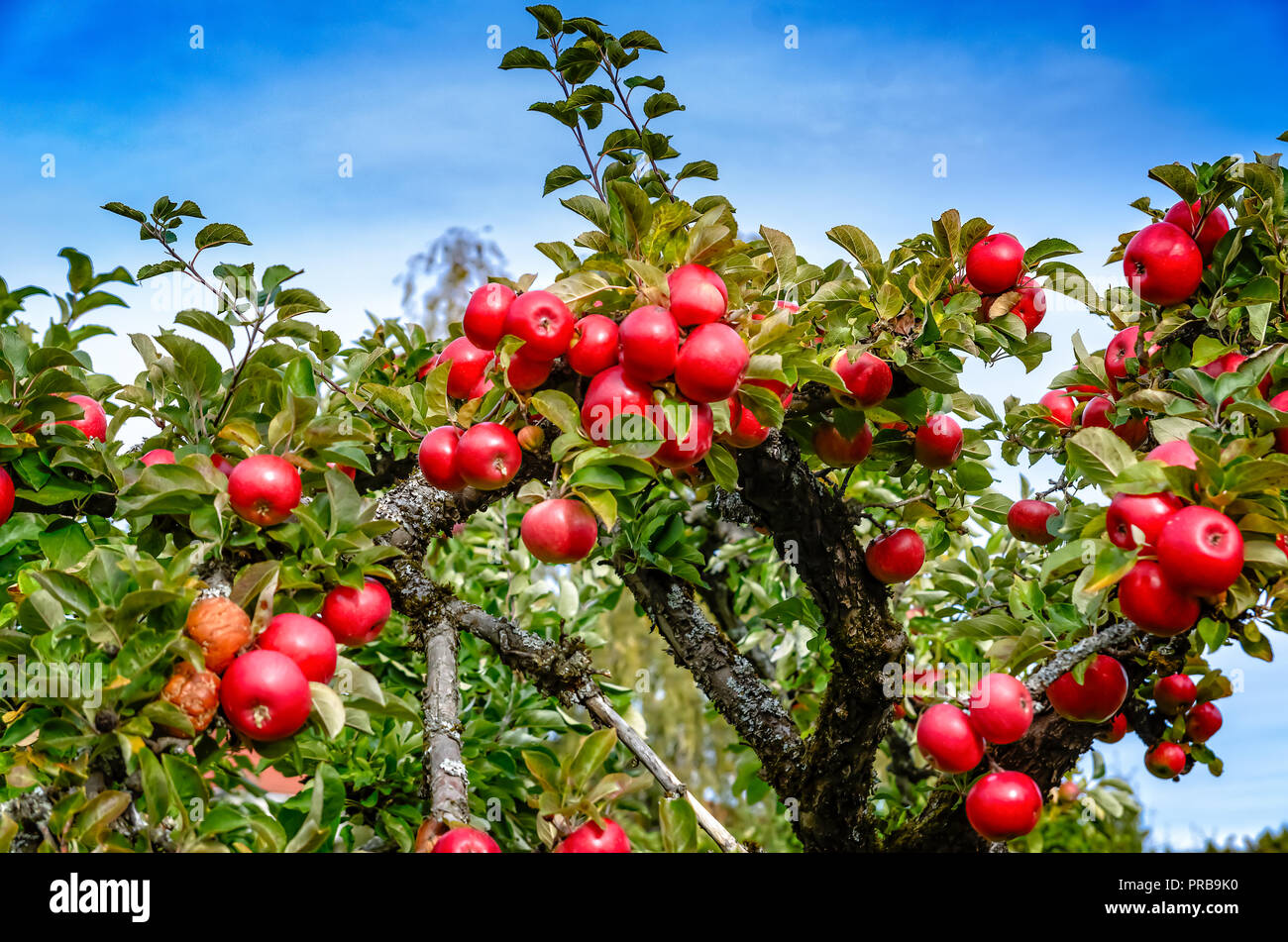 Red lights hi-res stock photography and images - Alamy