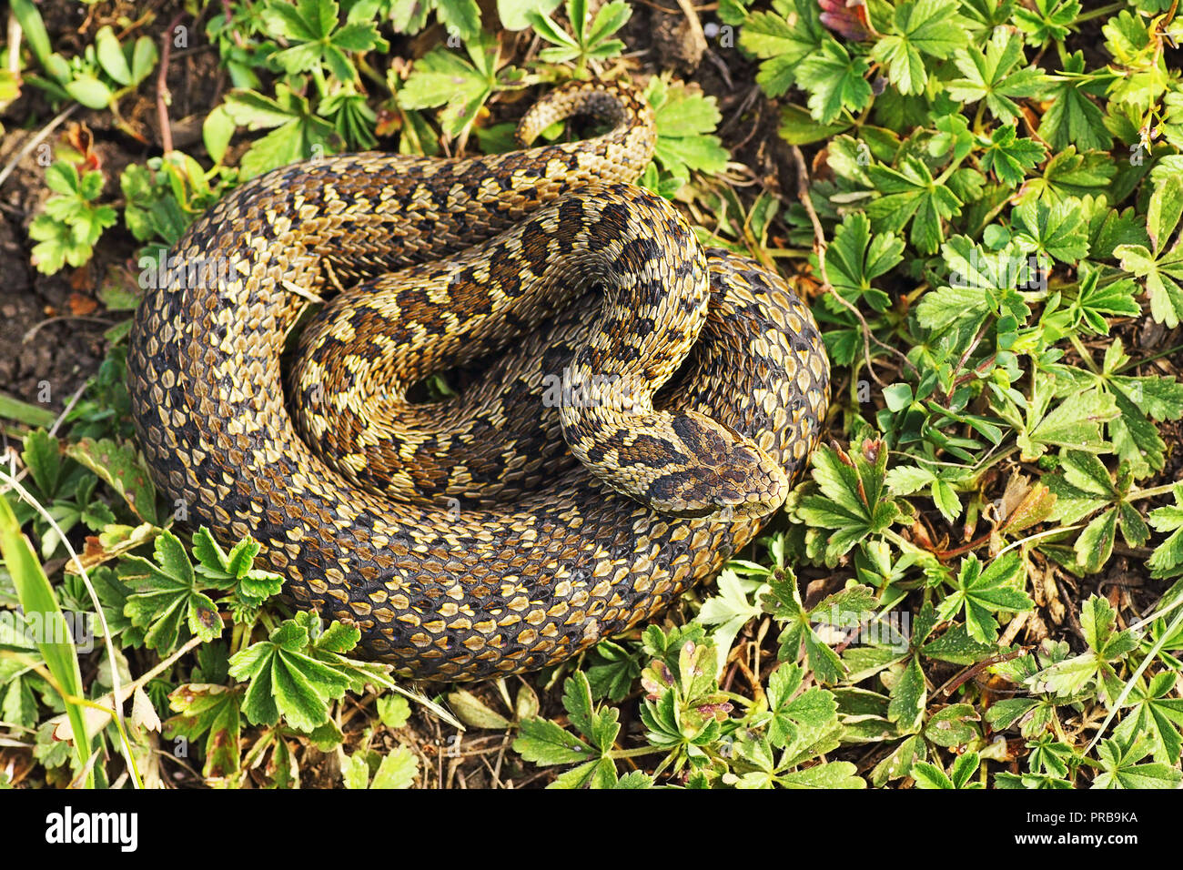 Hungarian meadow viper hi-res stock photography and images - Alamy