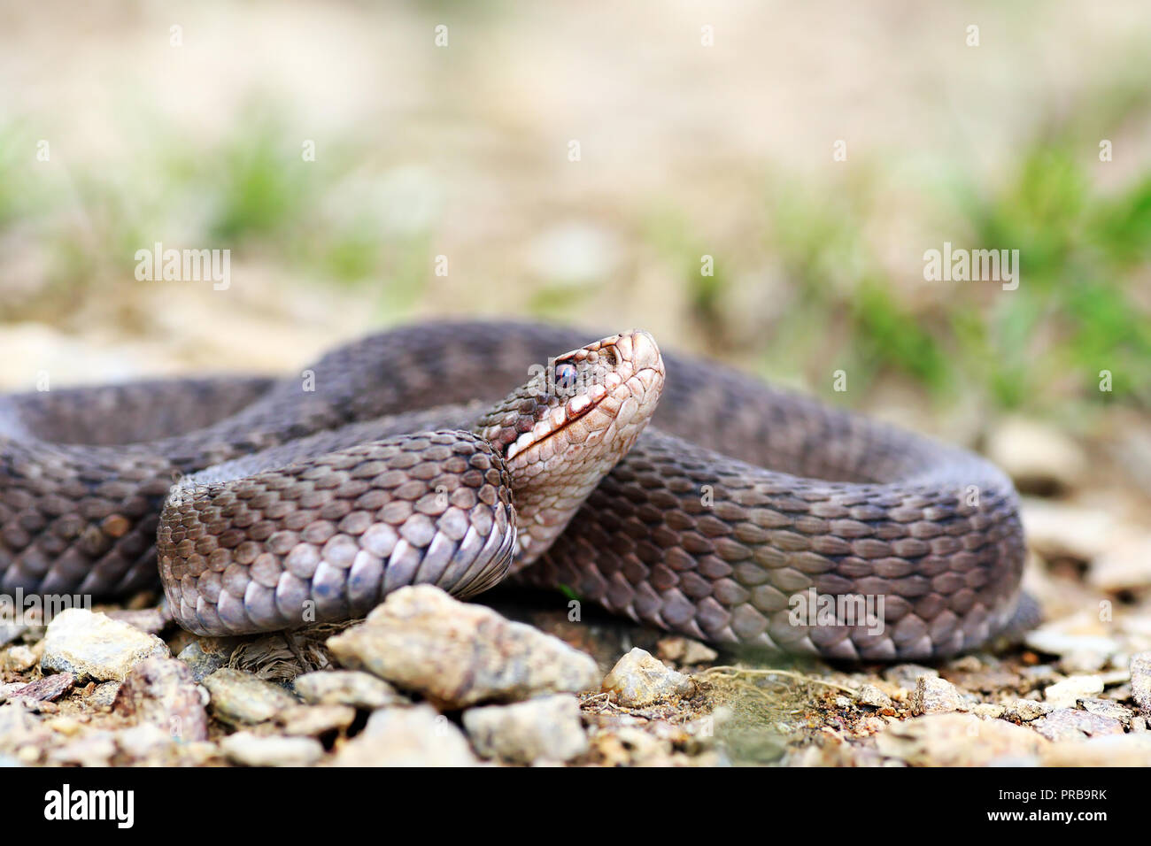 Vipera berus ready to strike, the european common adder, close up Stock ...