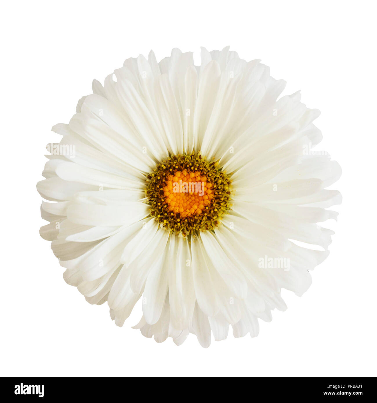 White aster flower isolated on white background Stock Photo - Alamy