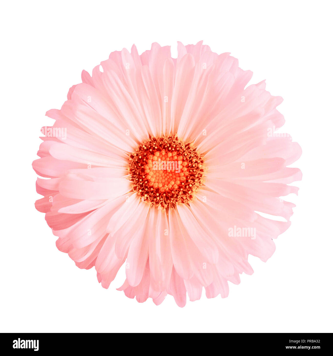Pink aster flower hi-res stock photography and images - Alamy