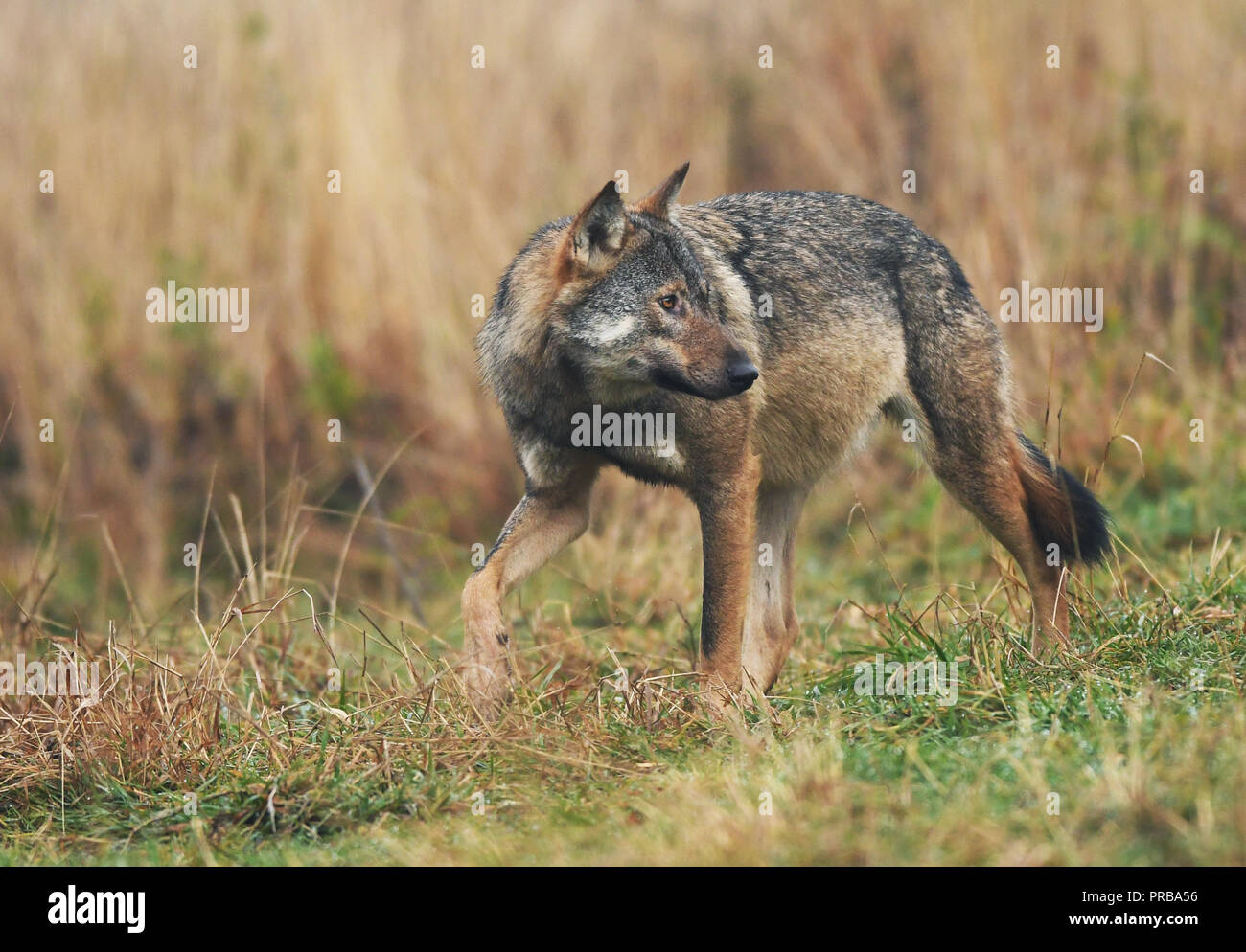 Beautiful female timber wolf hi-res stock photography and images - Alamy