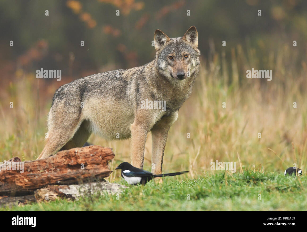 Wolf (Canis lupus Stock Photo - Alamy