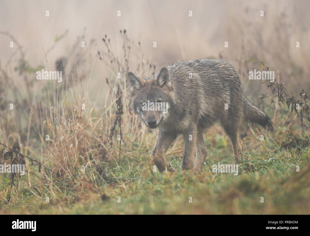 Beautiful female timber wolf hi-res stock photography and images - Alamy